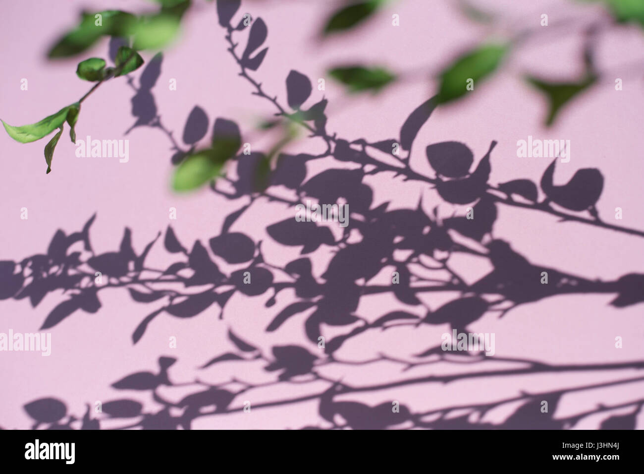 Pianta rosa e verde immagini e fotografie stock ad alta risoluzione - Alamy