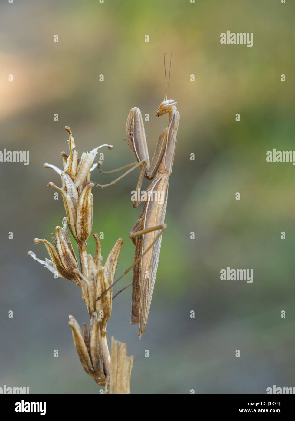 Mantide religiosa europea religiosa immagini e fotografie stock ad alta ...