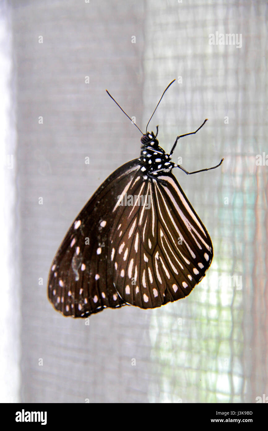 Tigre di ceylon immagini e fotografie stock ad alta risoluzione - Alamy