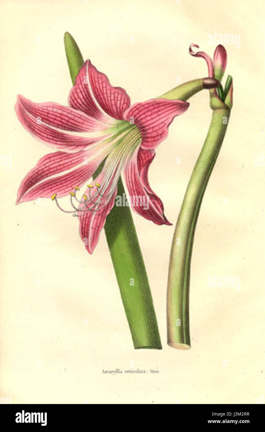 Hippeastrum reticulatum immagini e fotografie stock ad alta risoluzione ...