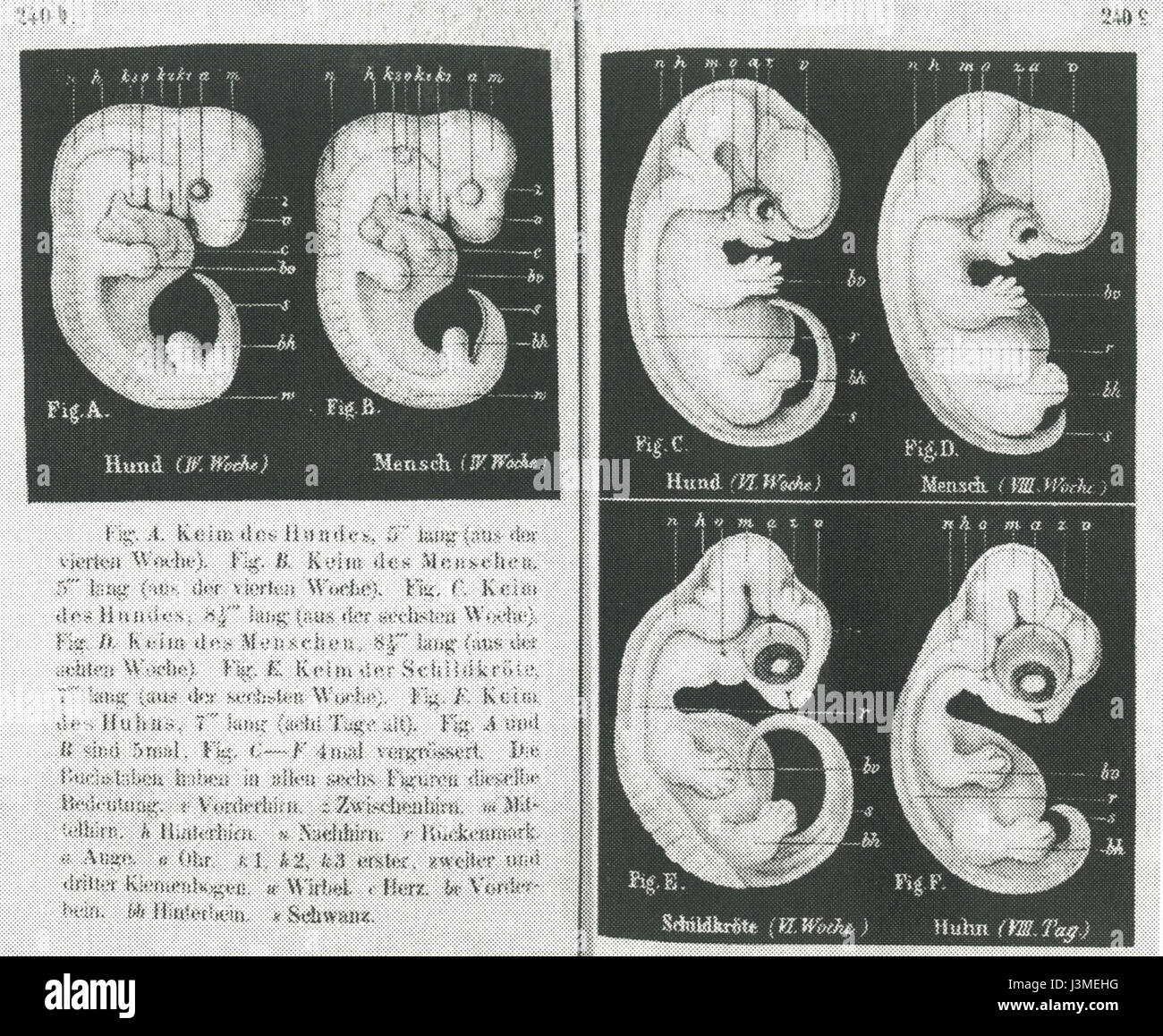 Embrioni umani immagini e fotografie stock ad alta risoluzione - Alamy