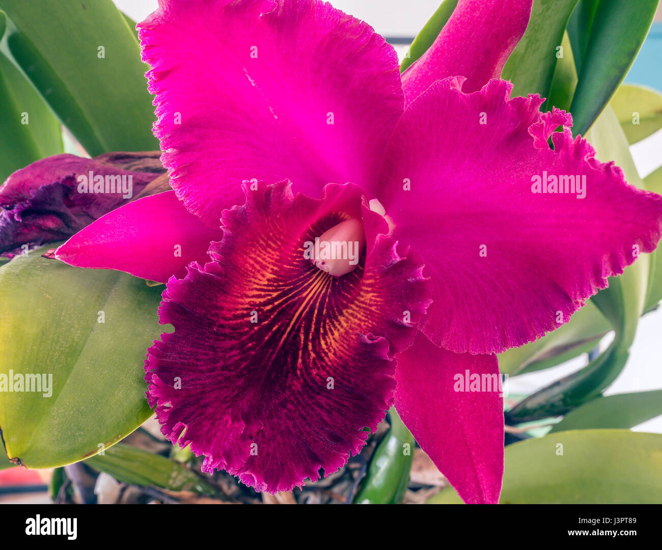 Orchidee cattleya immagini e fotografie stock ad alta risoluzione - Alamy
