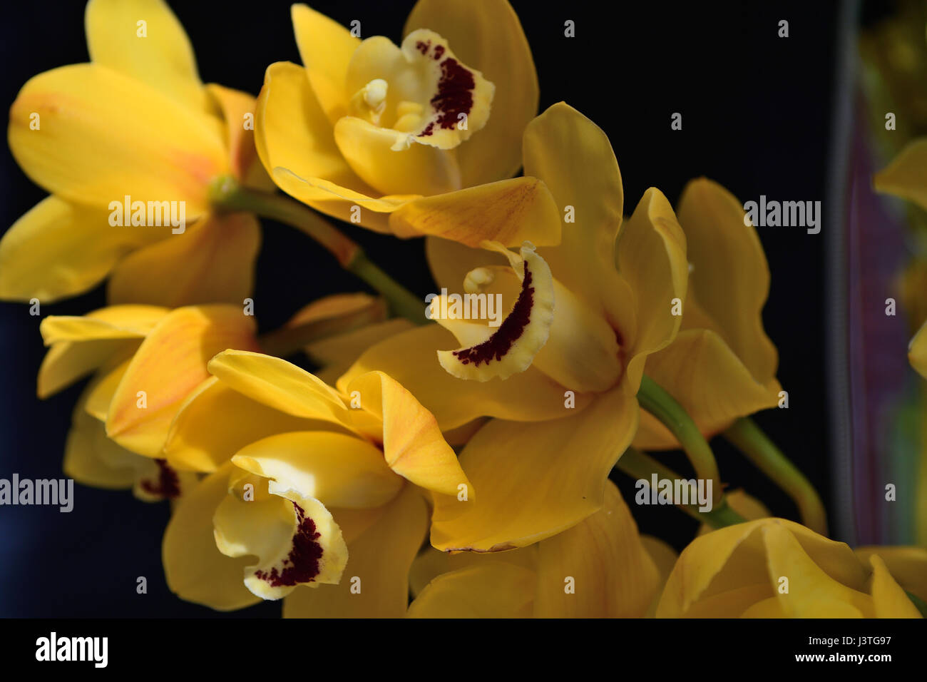 Orchidee rare immagini e fotografie stock ad alta risoluzione - Alamy