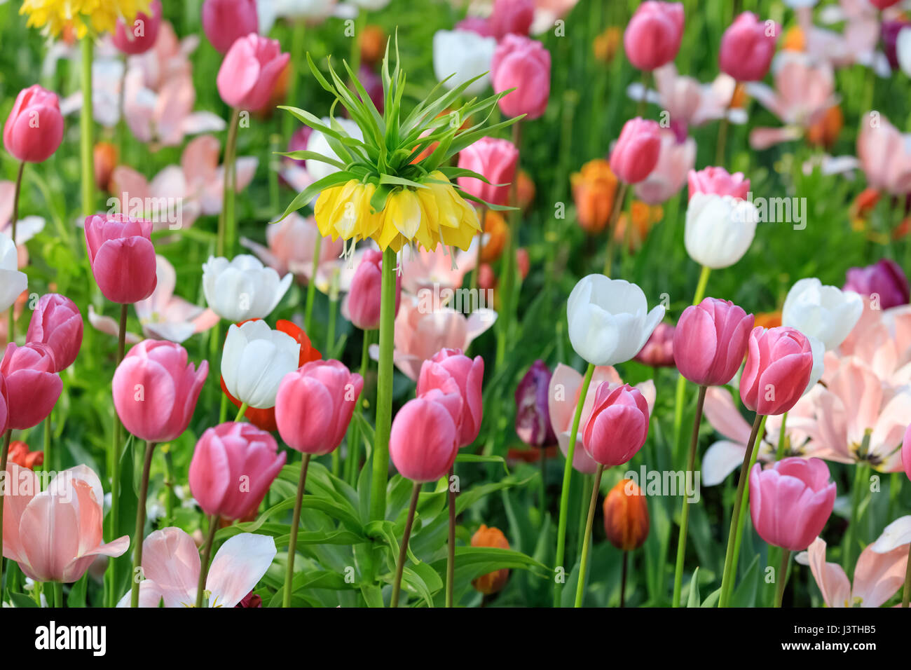 Keukenhof amsterdam immagini e fotografie stock ad alta risoluzione - Alamy