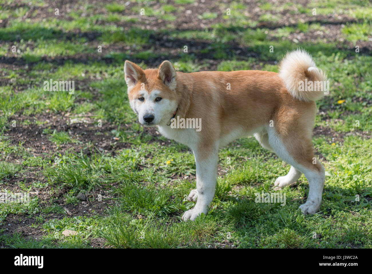 Il giapponese akita inu immagini e fotografie stock ad alta risoluzione ...