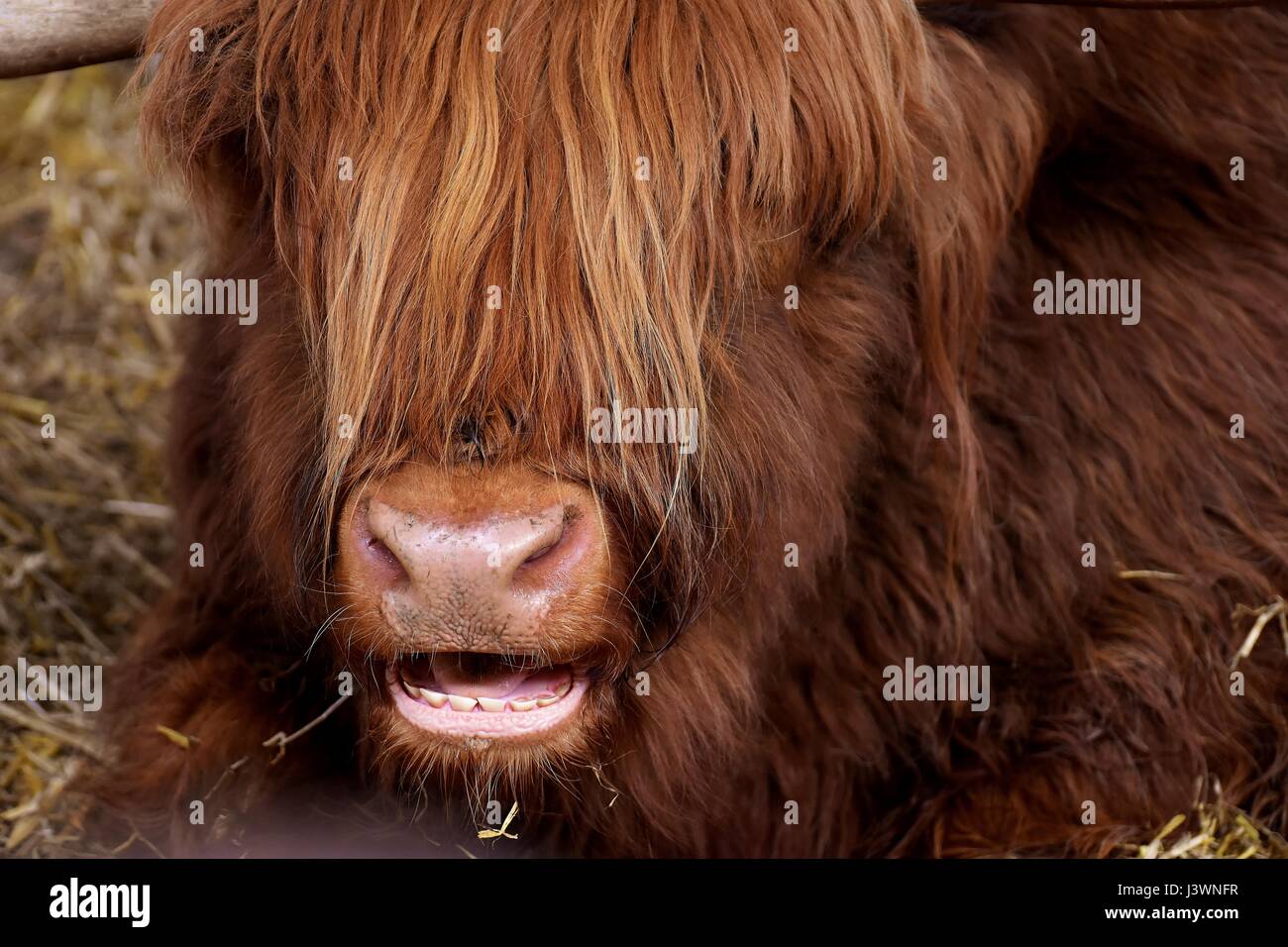 Animali Addomesticati Immagini e Fotos Stock - Alamy