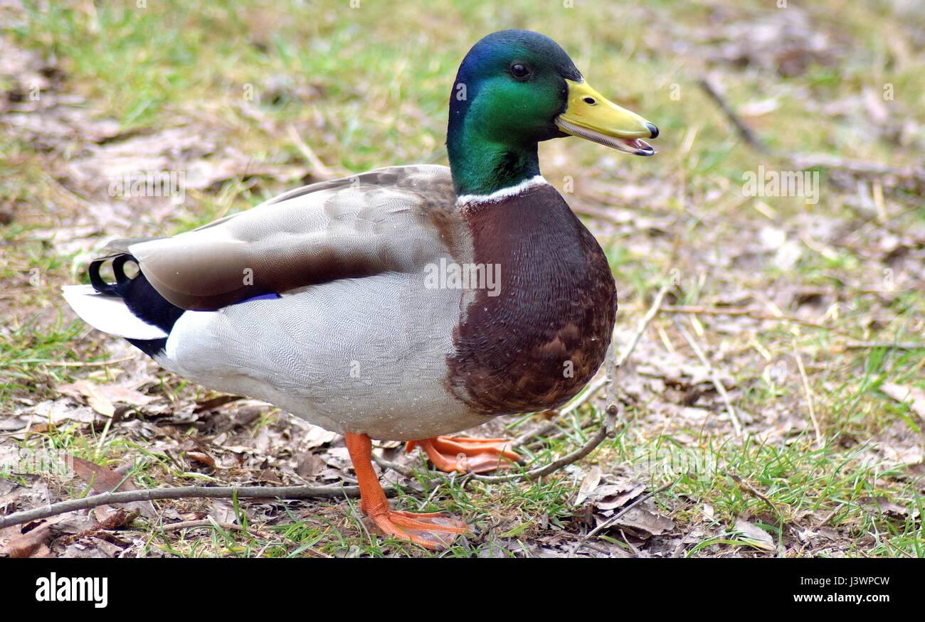 Anatra Becco Giallo Immagini e Fotos Stock - Alamy