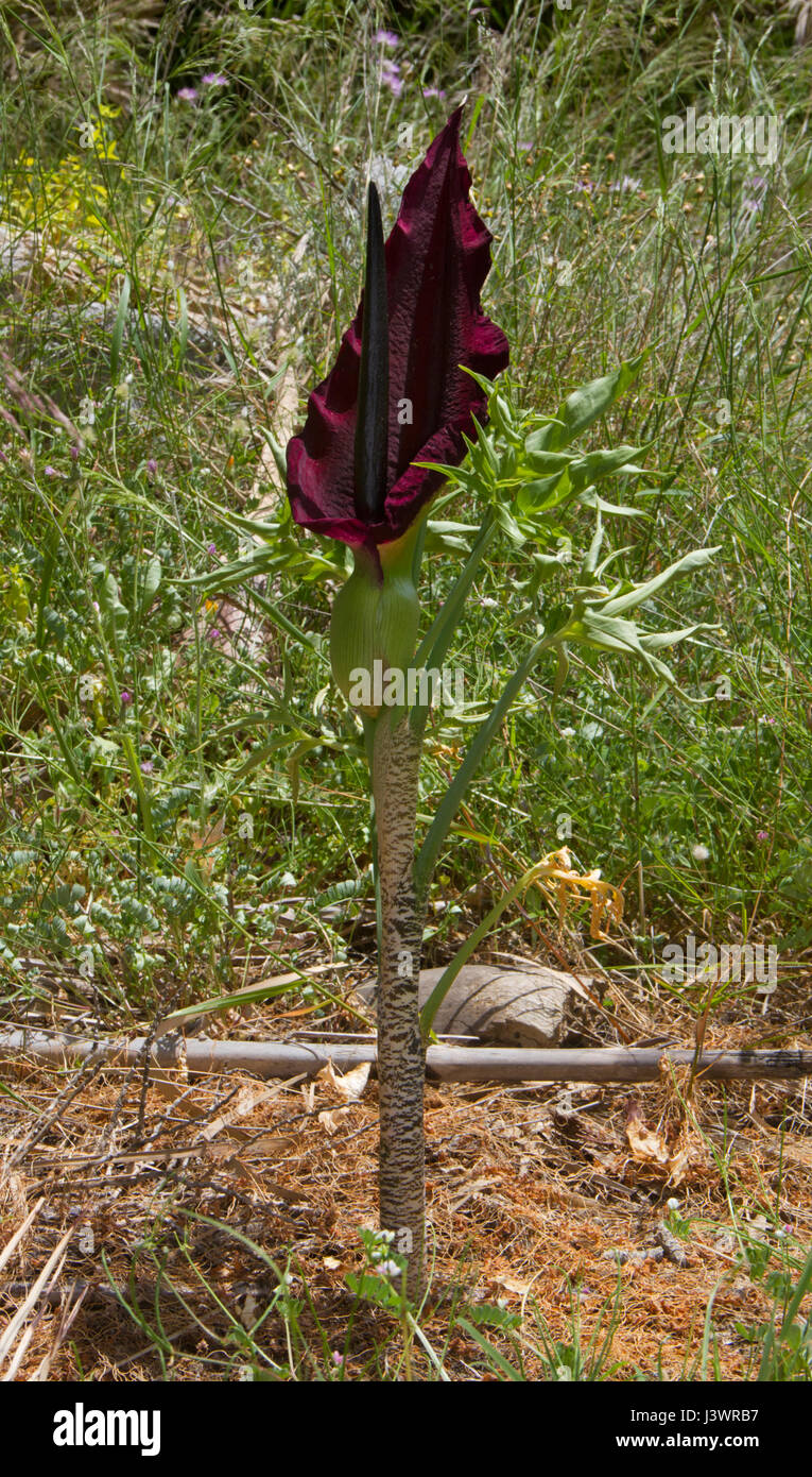 Dracunculus vulgaris immagini e fotografie stock ad alta risoluzione ...