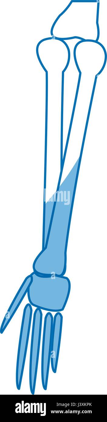 Ossa braccio disegno Immagini Vettoriali Stock - Alamy