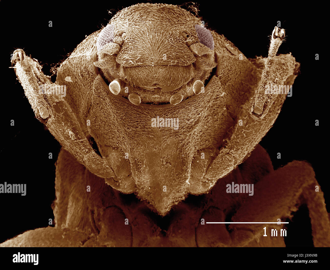 Coleoptera insect microscope immagini e fotografie stock ad alta ...
