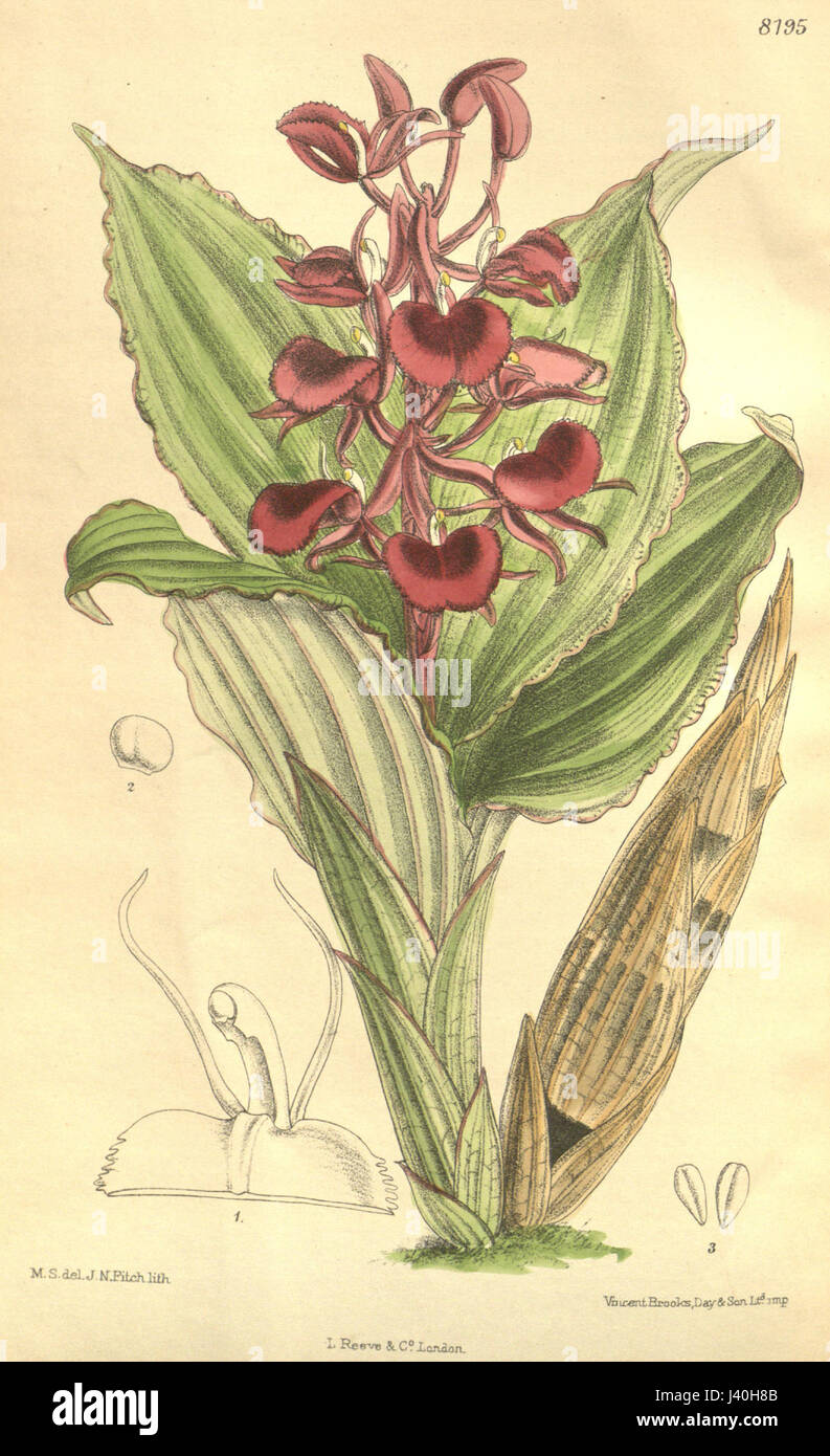 Liparis atrosanguinea immagini e fotografie stock ad alta risoluzione ...