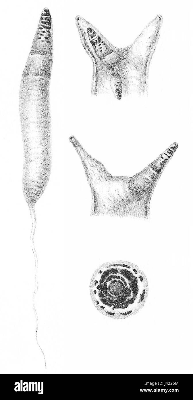 Leucocloruro paradox immagini e fotografie stock ad alta risoluzione ...