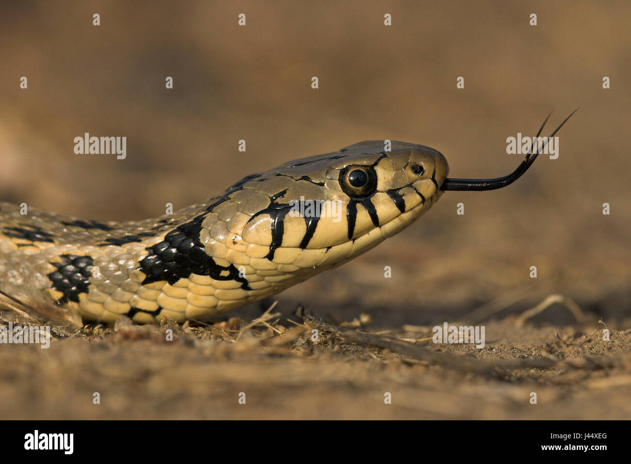 Erba serpente natrix natrix persa immagini e fotografie stock ad alta ...