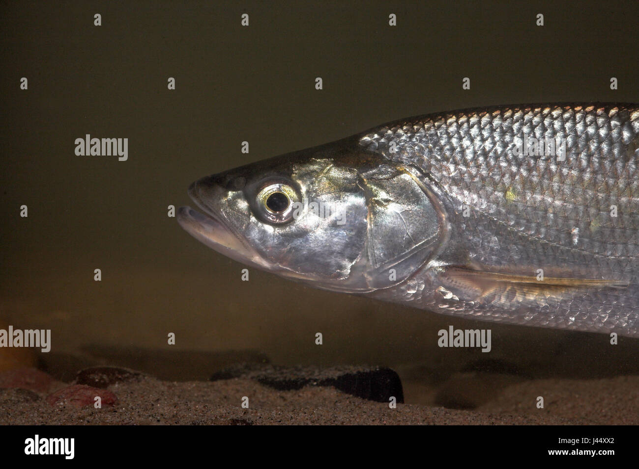 Pesce asp immagini e fotografie stock ad alta risoluzione - Alamy