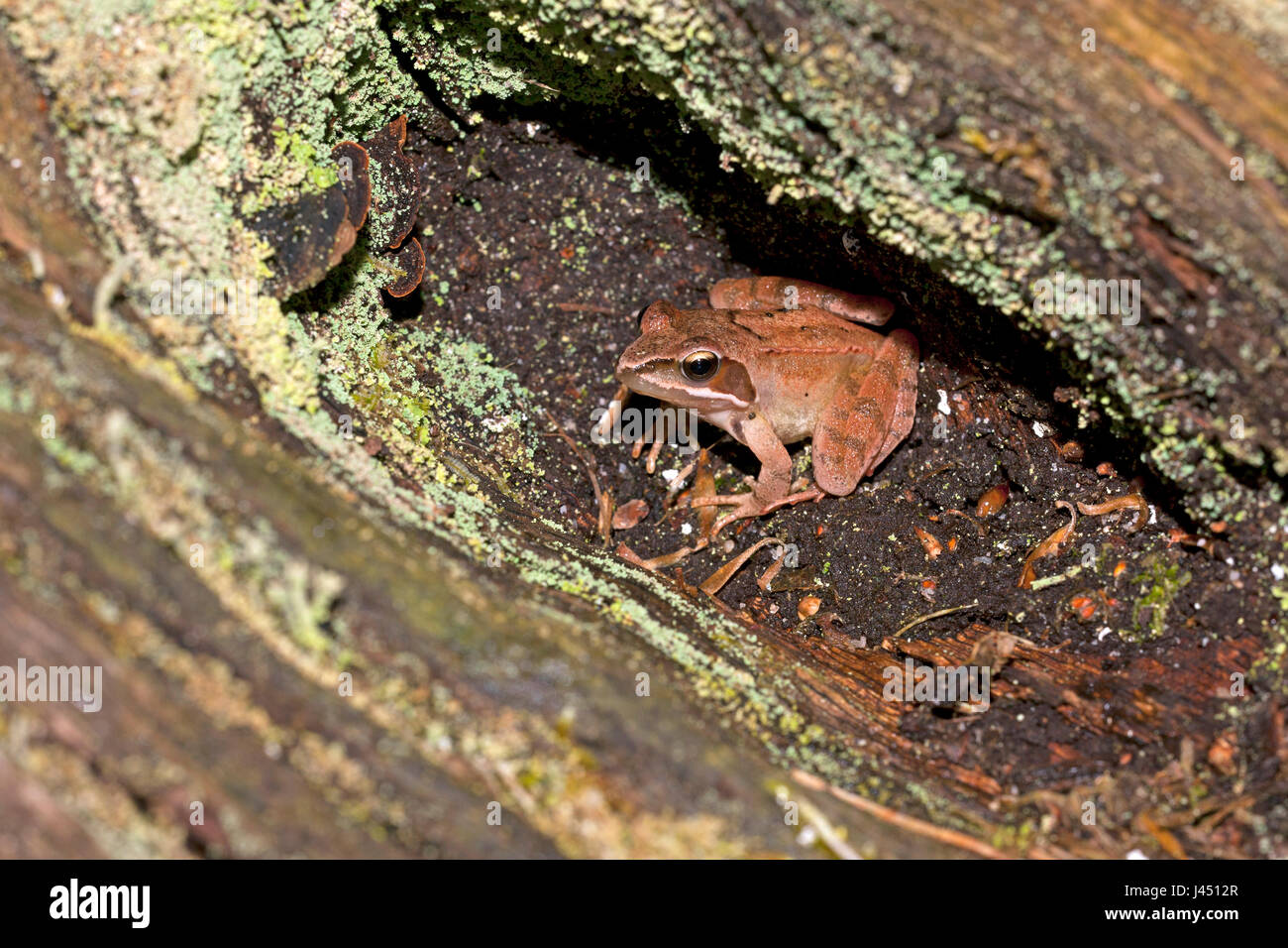 Buco nell'albero immagini e fotografie stock ad alta risoluzione - Alamy
