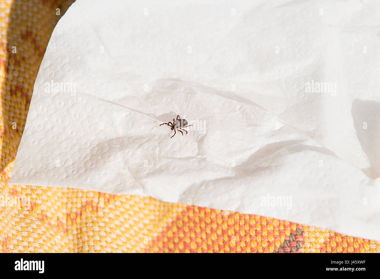 Morso di pidocchi immagini e fotografie stock ad alta risoluzione - Alamy