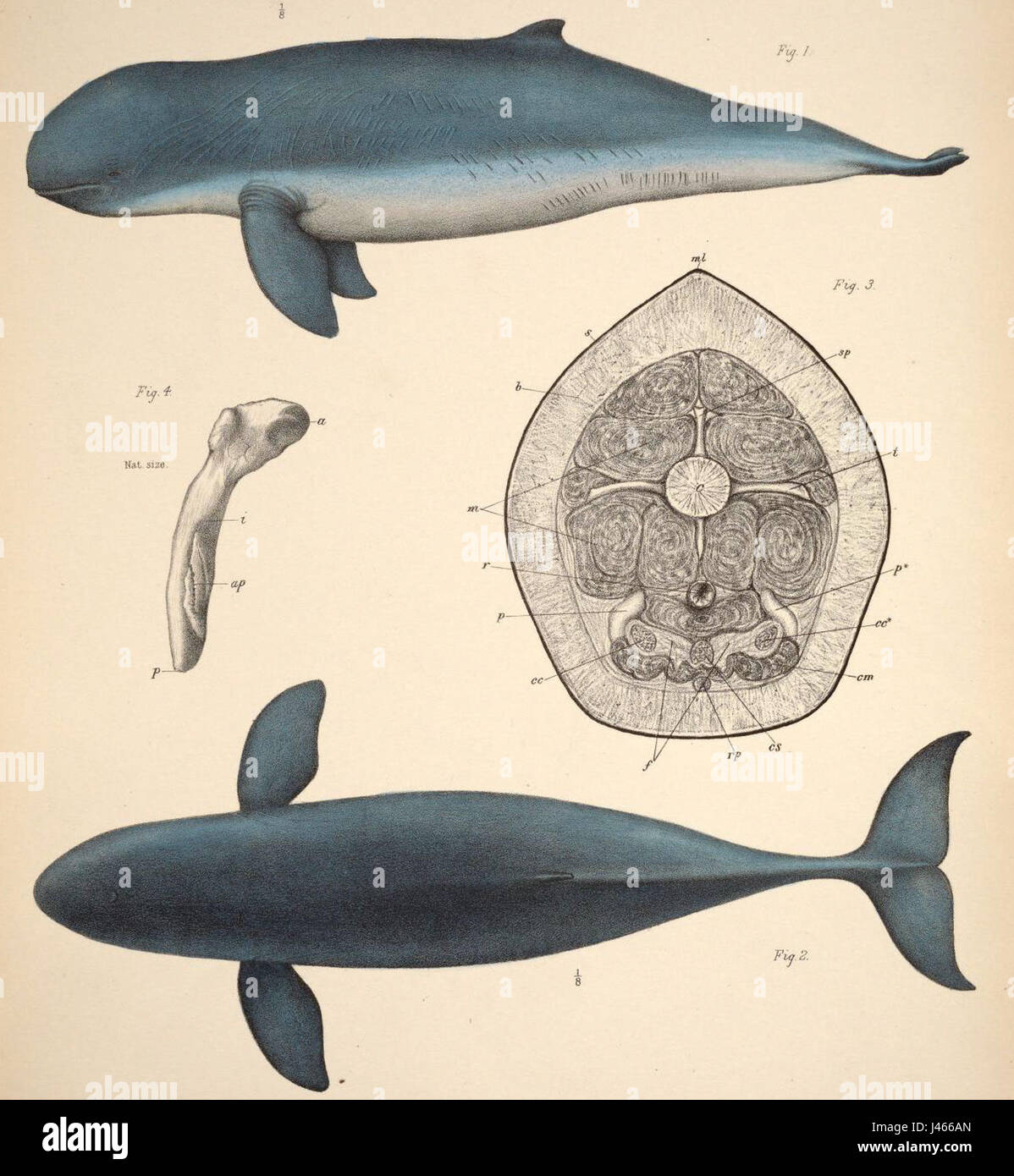 Orcaella brevirostris immagini e fotografie stock ad alta risoluzione - Alamy