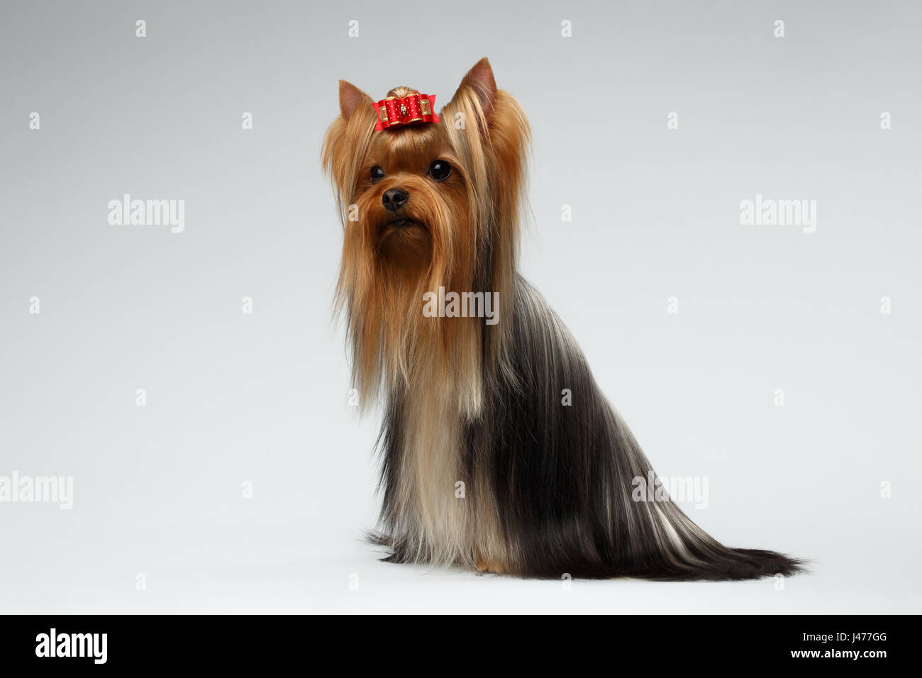 Cane yorkshire terrier immagini e fotografie stock ad alta risoluzione ...
