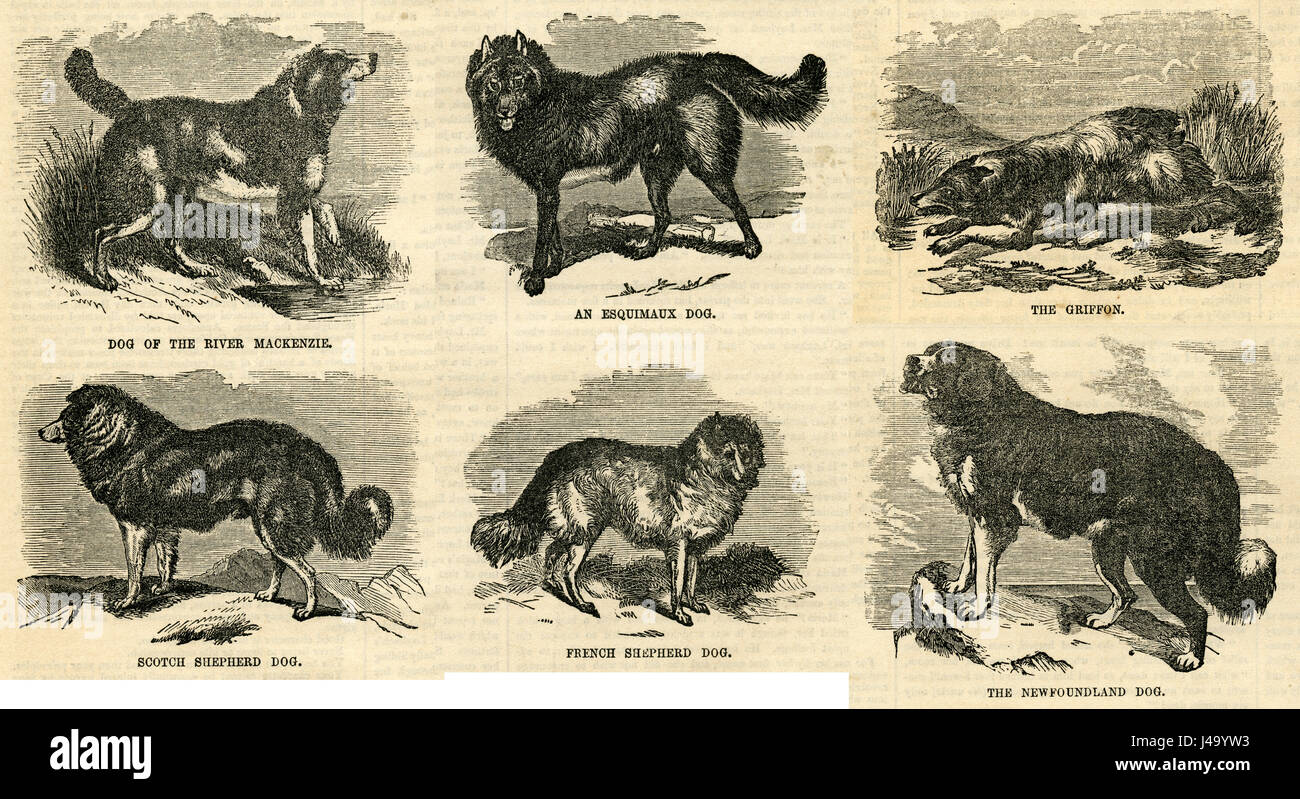 Antica incisione 1854, cane del fiume MacKenzie, un cane Esquimaux, il ...