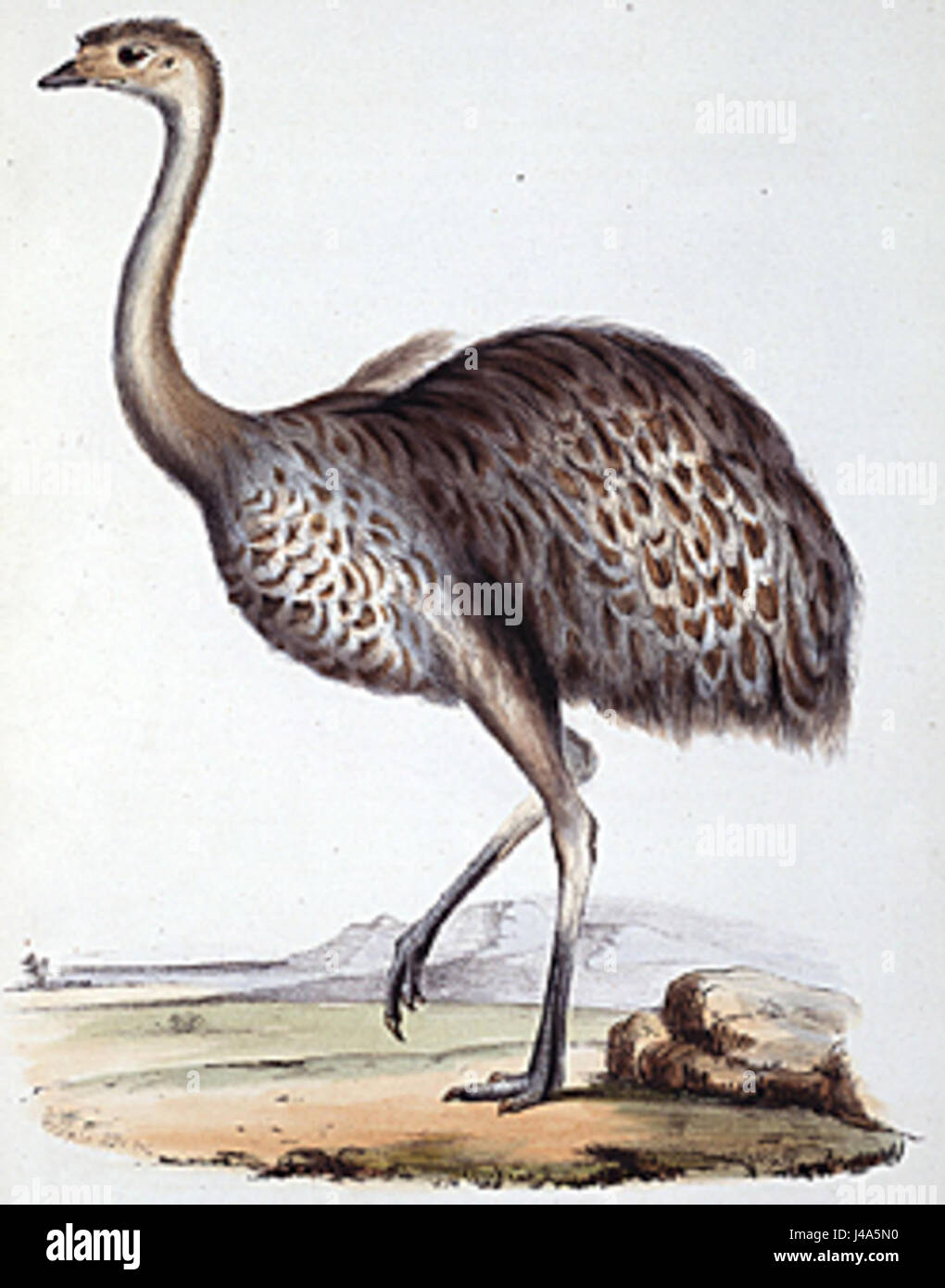 Rhea darwinii immagini e fotografie stock ad alta risoluzione - Alamy