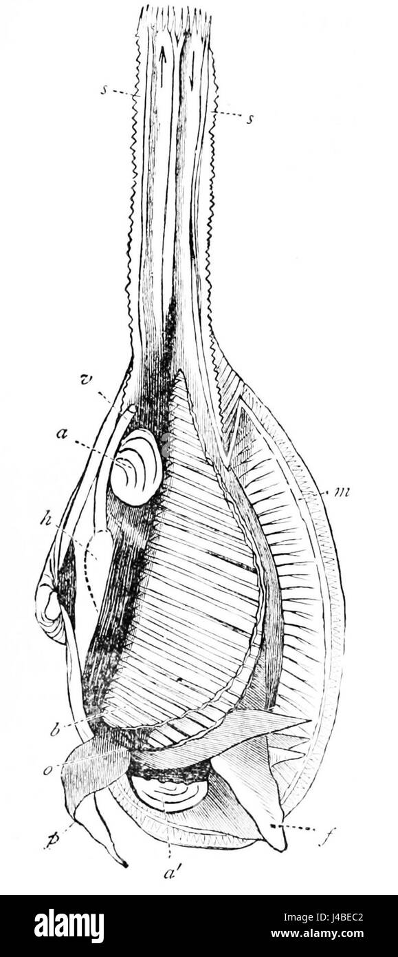Anatomia bivalve immagini e fotografie stock ad alta risoluzione - Alamy