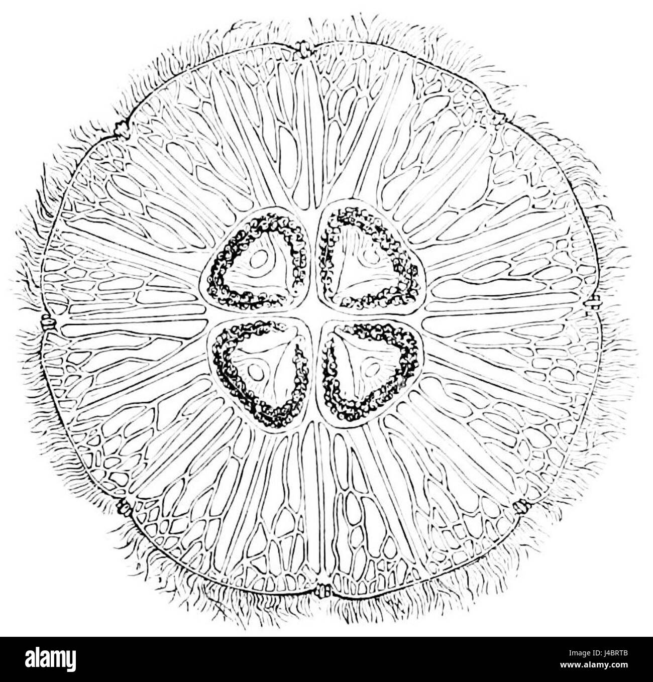Aurelia flavidula immagini e fotografie stock ad alta risoluzione - Alamy