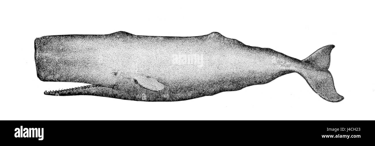 Physeter macrocephalus illustration immagini e fotografie stock ad alta ...