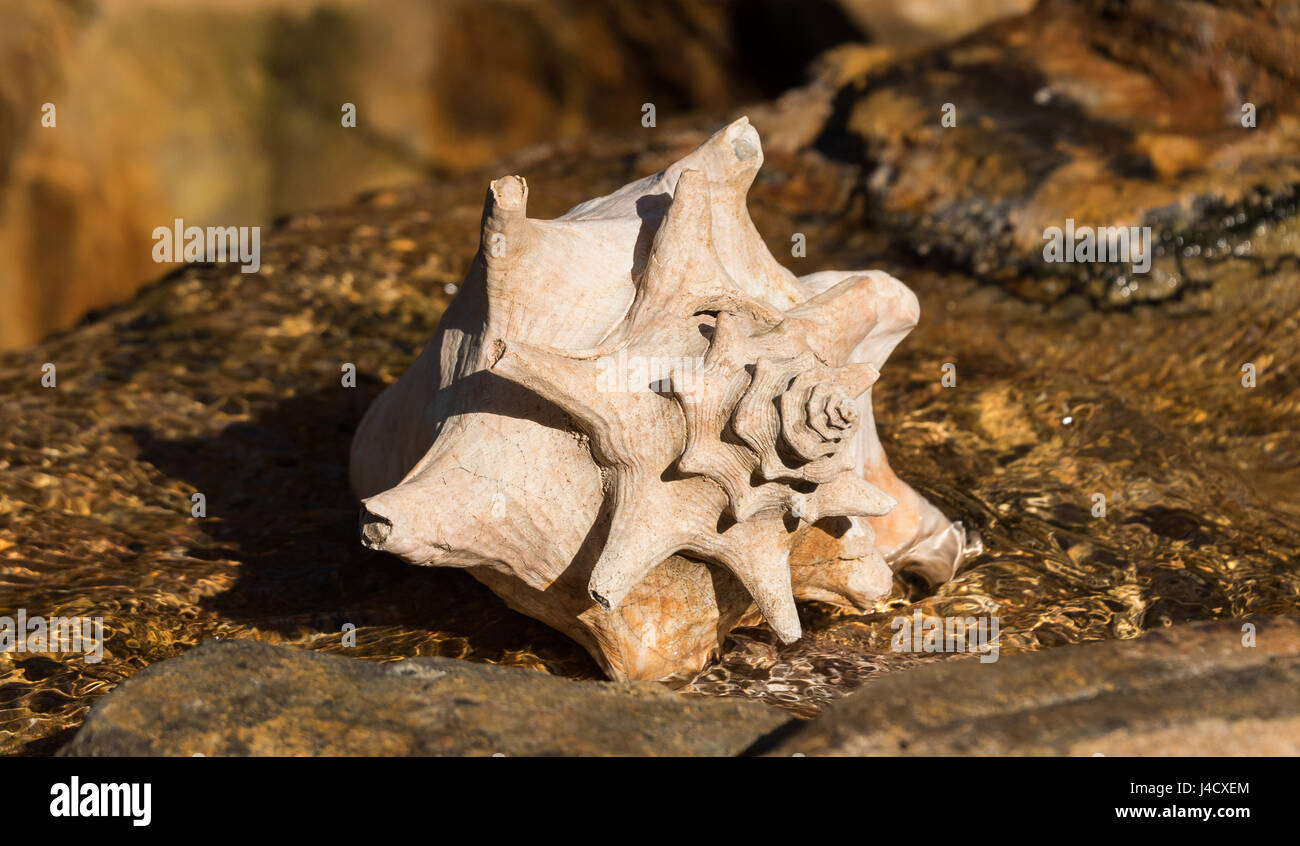 Conch shell immagini e fotografie stock ad alta risoluzione - Alamy