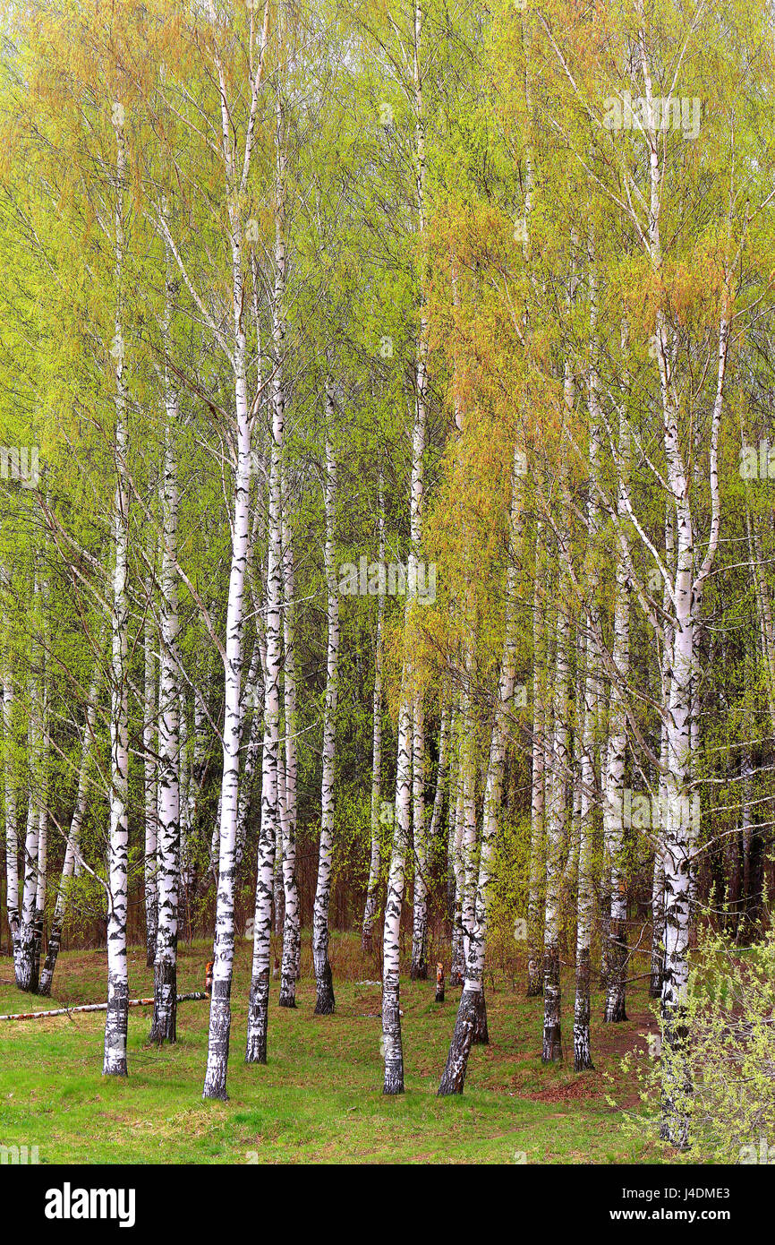 Sfondo albero foresta immagini e fotografie stock ad alta risoluzione ...