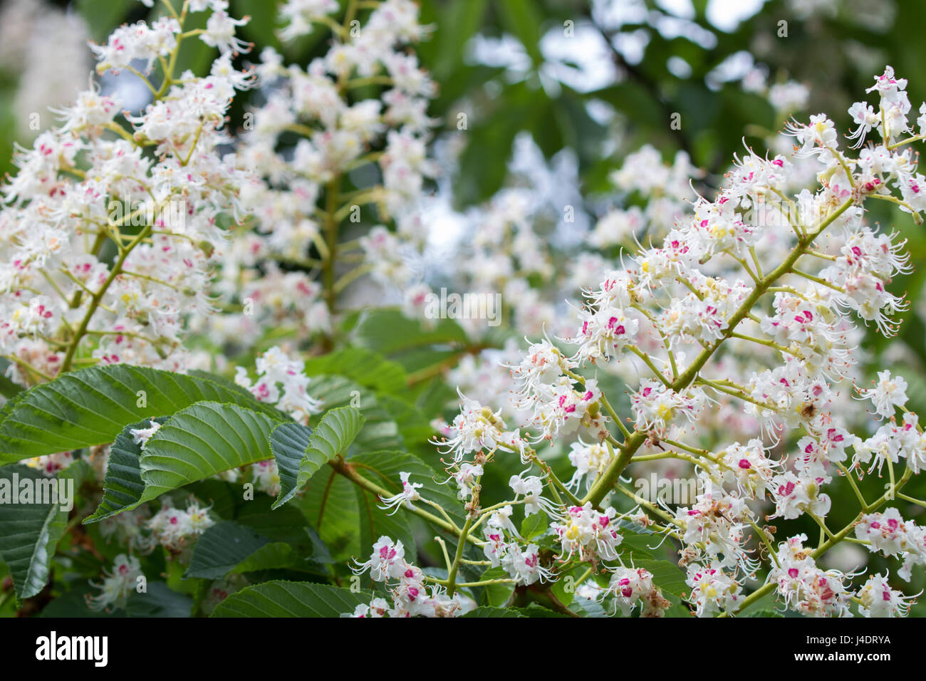 Albero di castagno in fiore immagini e fotografie stock ad alta ...
