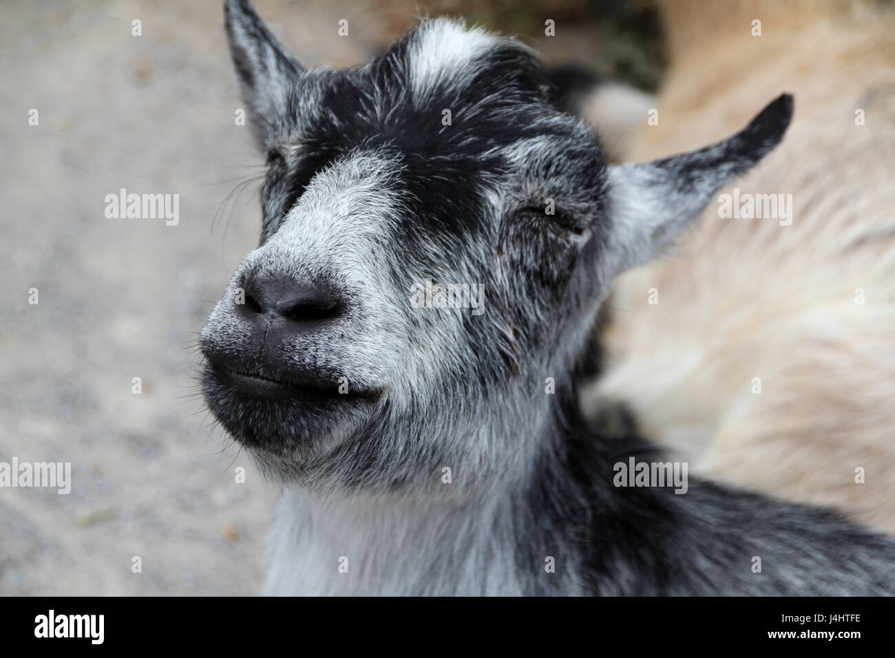 Nanna nera immagini e fotografie stock ad alta risoluzione - Alamy