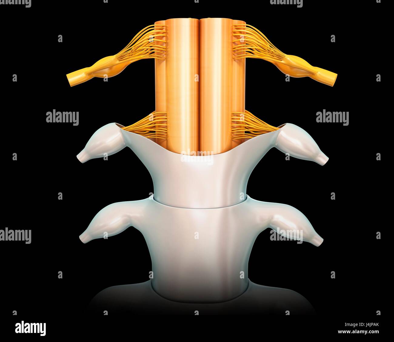 Illustrazione del midollo spinale anatomia Foto stock - Alamy
