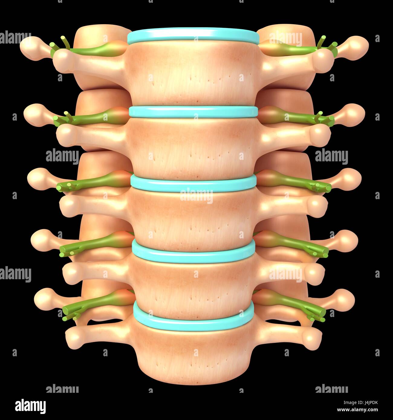 Anatomia delle vertebre lombari immagini e fotografie stock ad alta ...