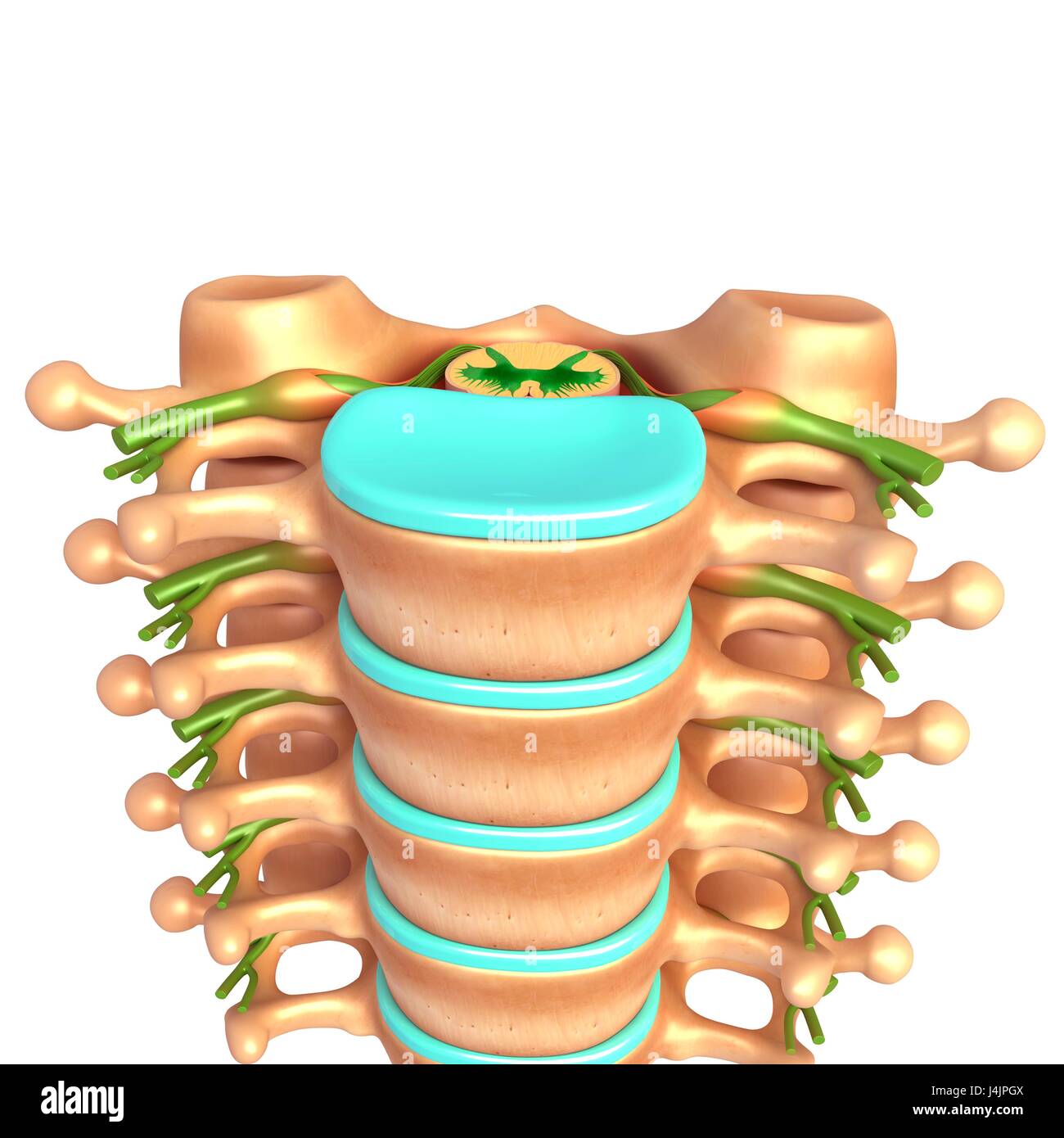 Anatomia delle vertebre lombari immagini e fotografie stock ad alta ...