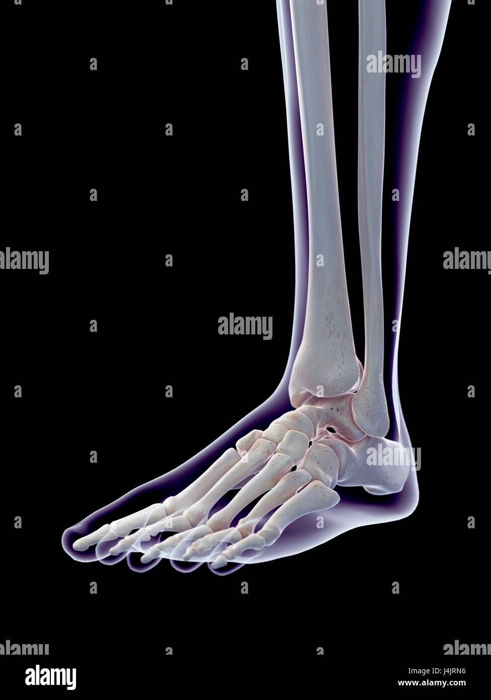 Ossa del piede umano immagini e fotografie stock ad alta risoluzione ...