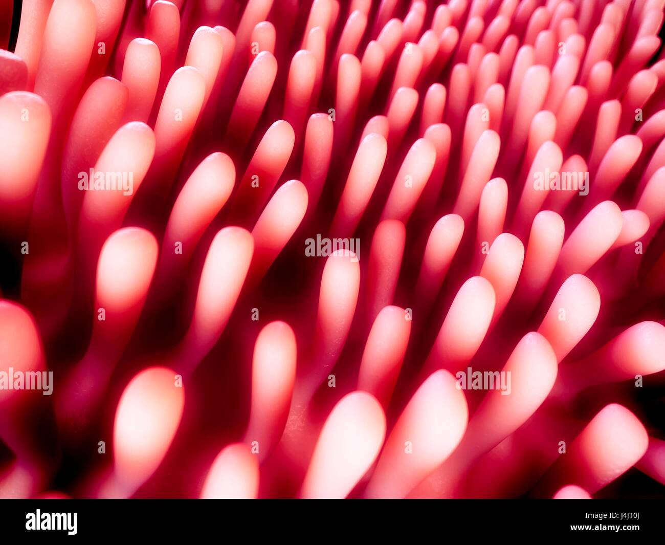 Villo intestinale immagini e fotografie stock ad alta risoluzione - Alamy