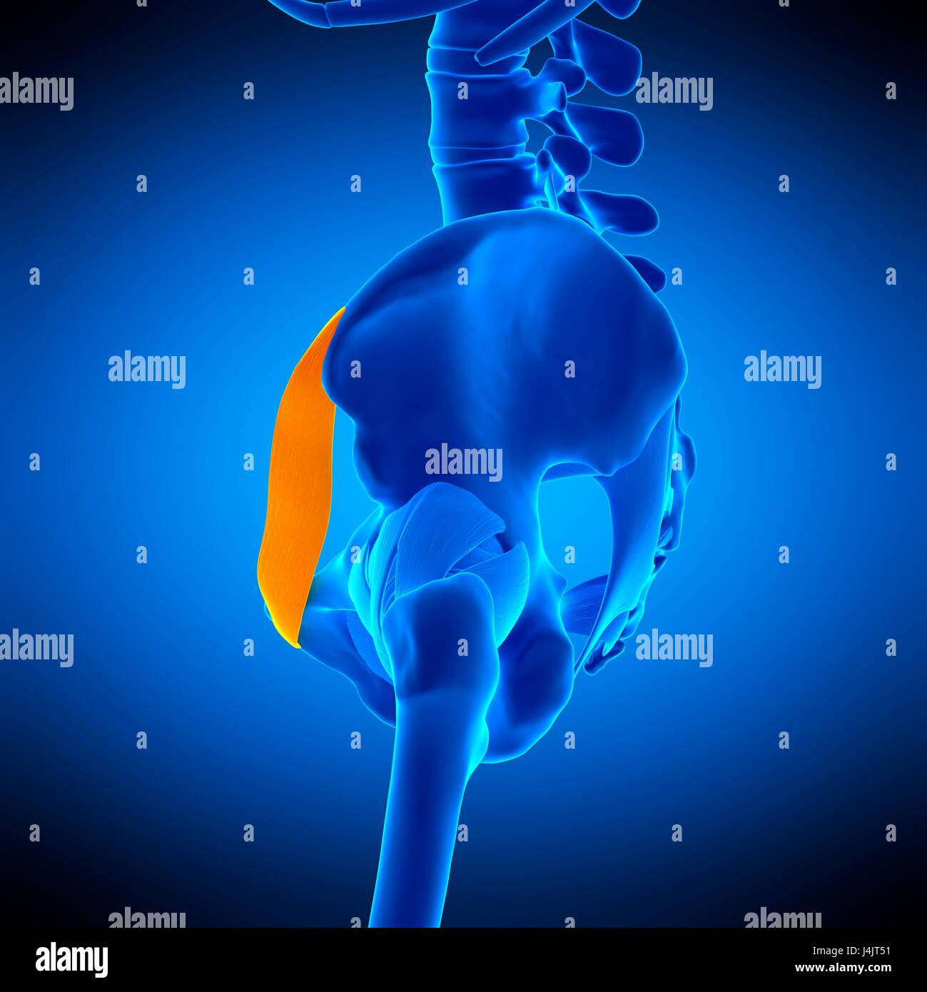 Legamento inguinale immagini e fotografie stock ad alta risoluzione - Alamy