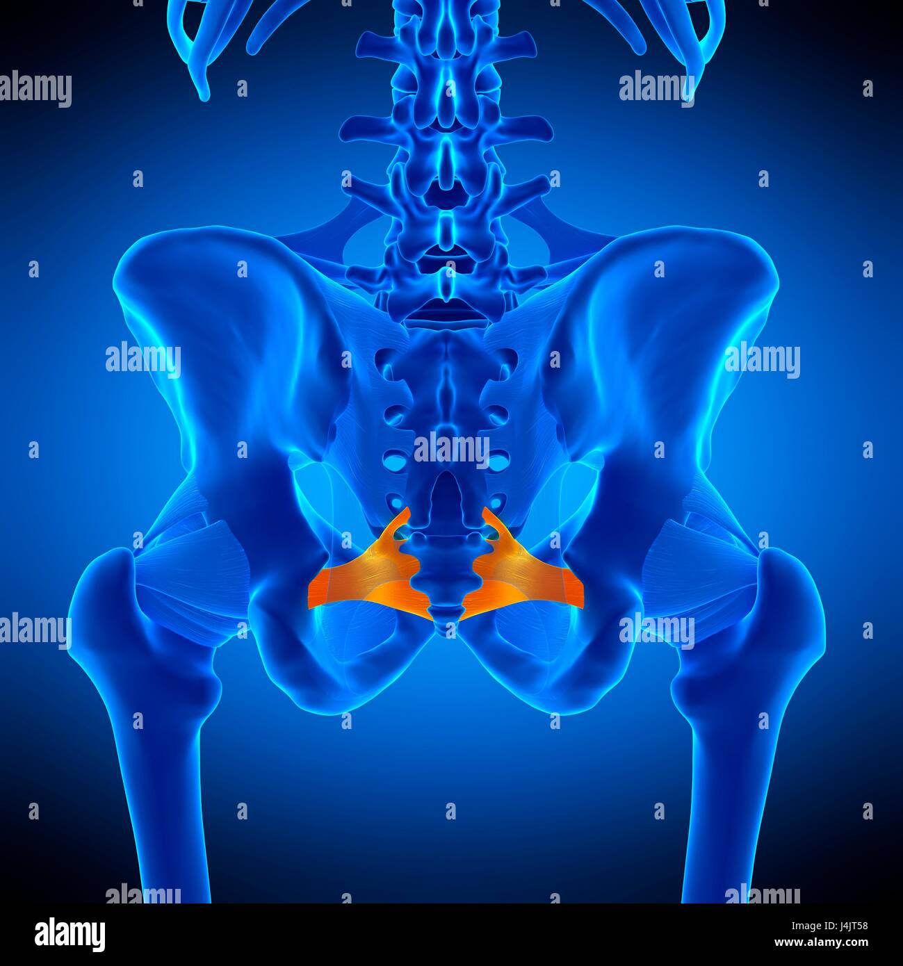 Legamento sacrospinoso immagini e fotografie stock ad alta risoluzione ...