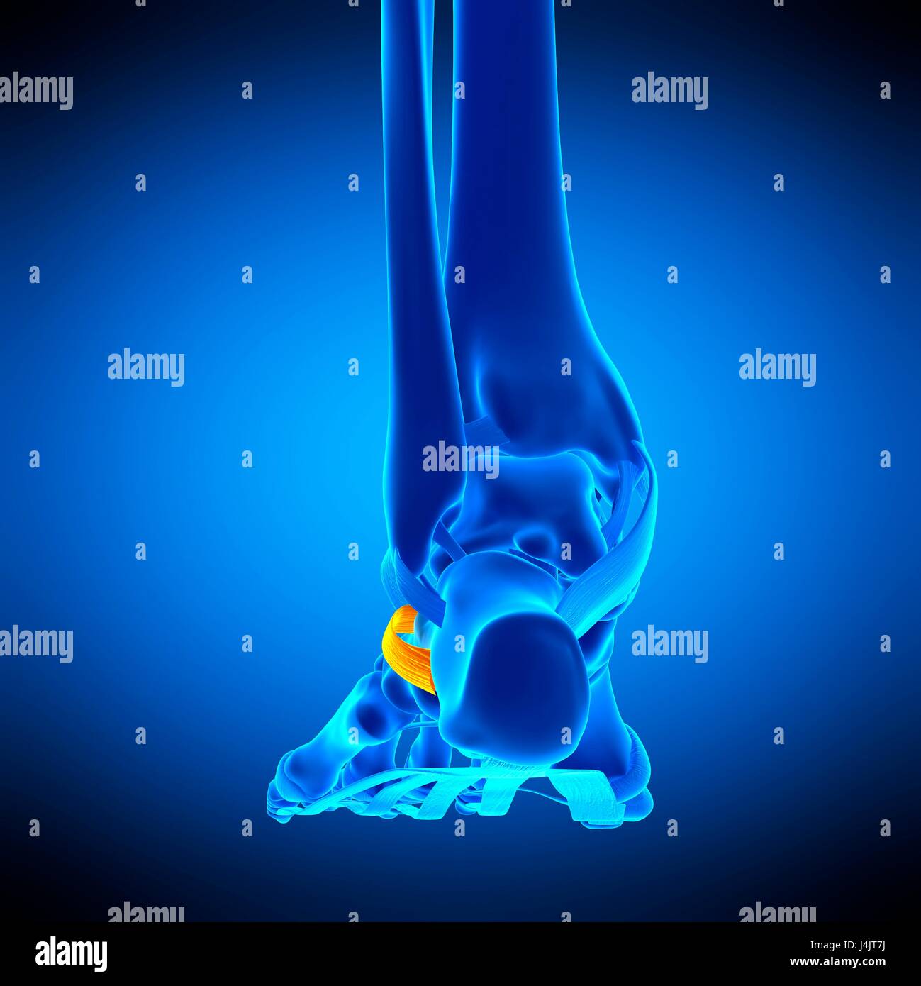 Inferior extensor retinaculum immagini e fotografie stock ad alta ...