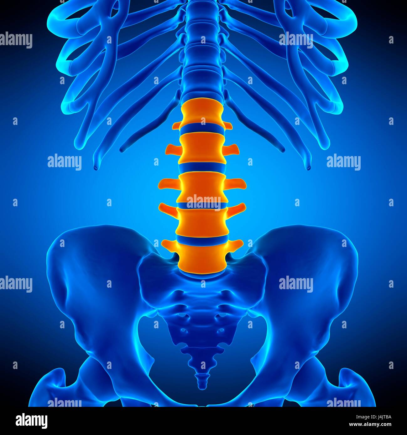 Illustrazione del rachide lombare Foto stock - Alamy