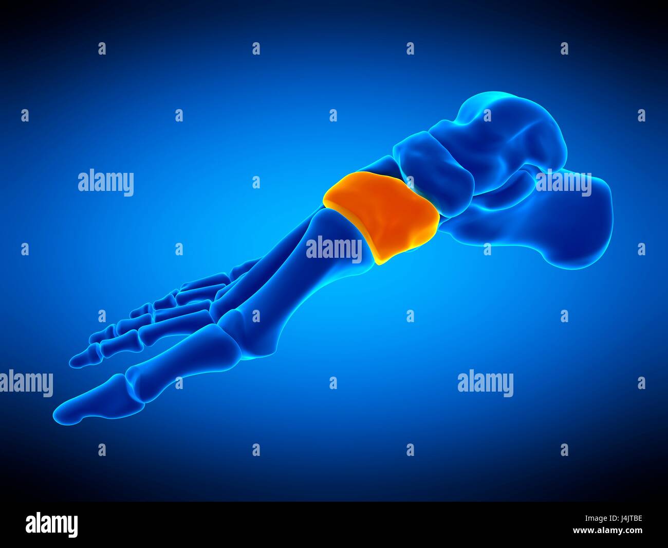 Osso Cuneiforme Mediale Immagini e Fotos Stock - Alamy