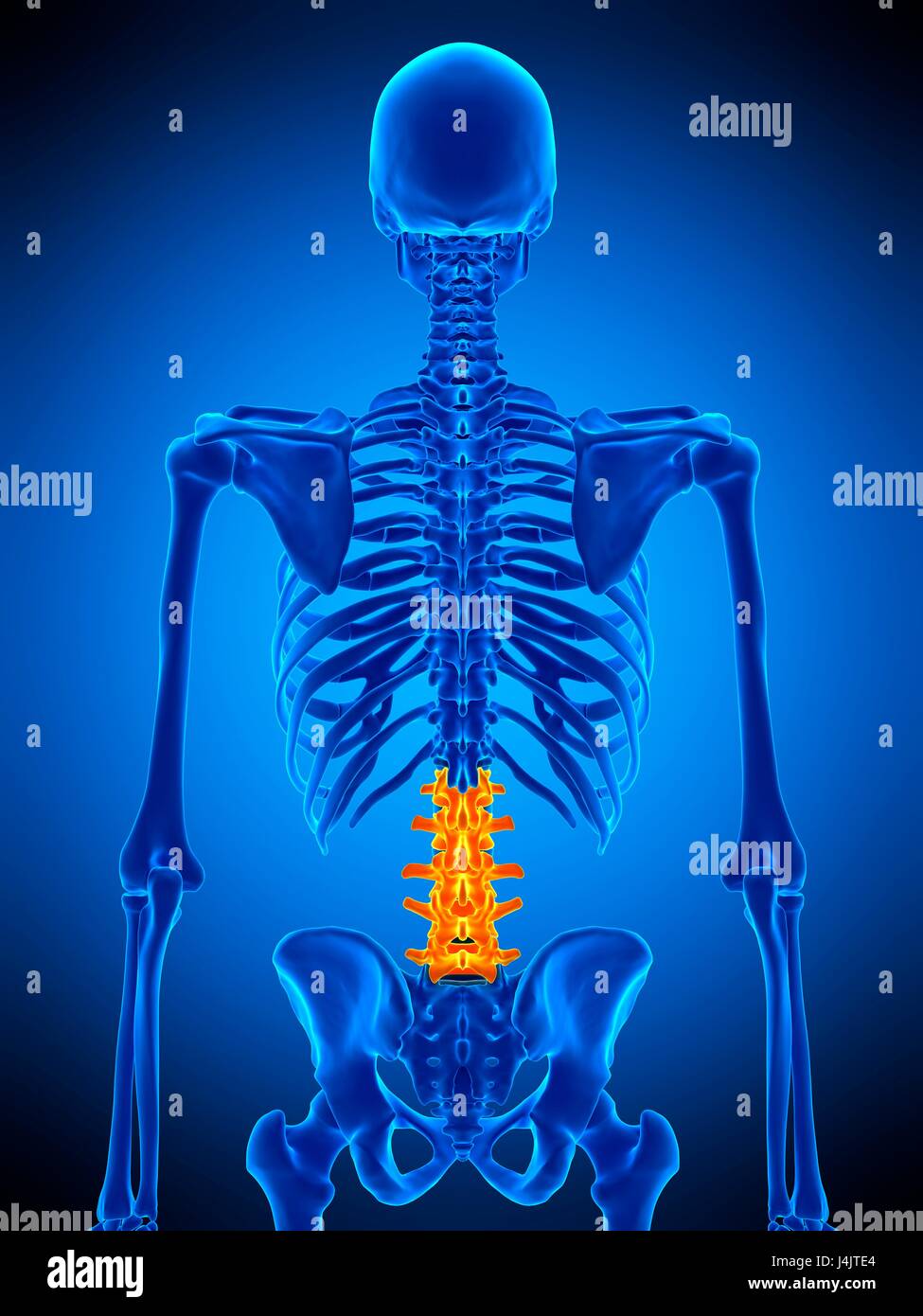 Illustrazione del rachide lombare Foto stock - Alamy