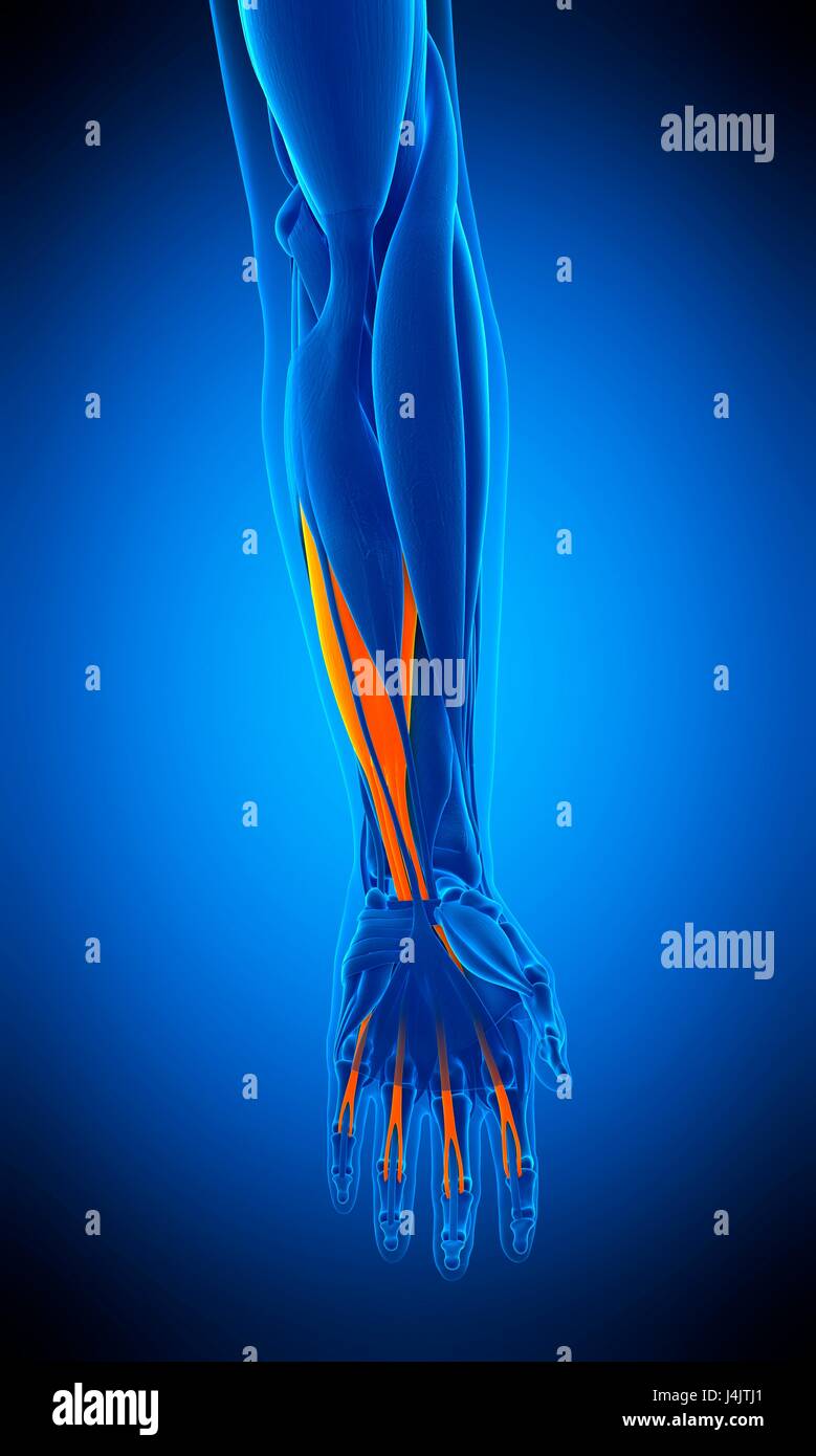 Muscolo flessore superficiale del dimero immagini e fotografie stock ad ...