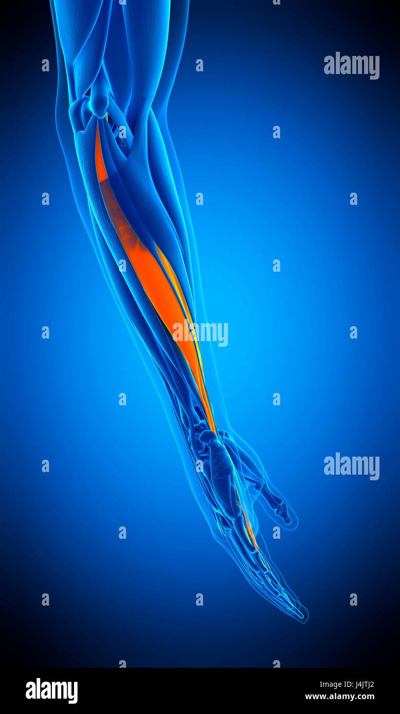Illustrazione del flessore digitorum superficialis muscolo Foto stock ...