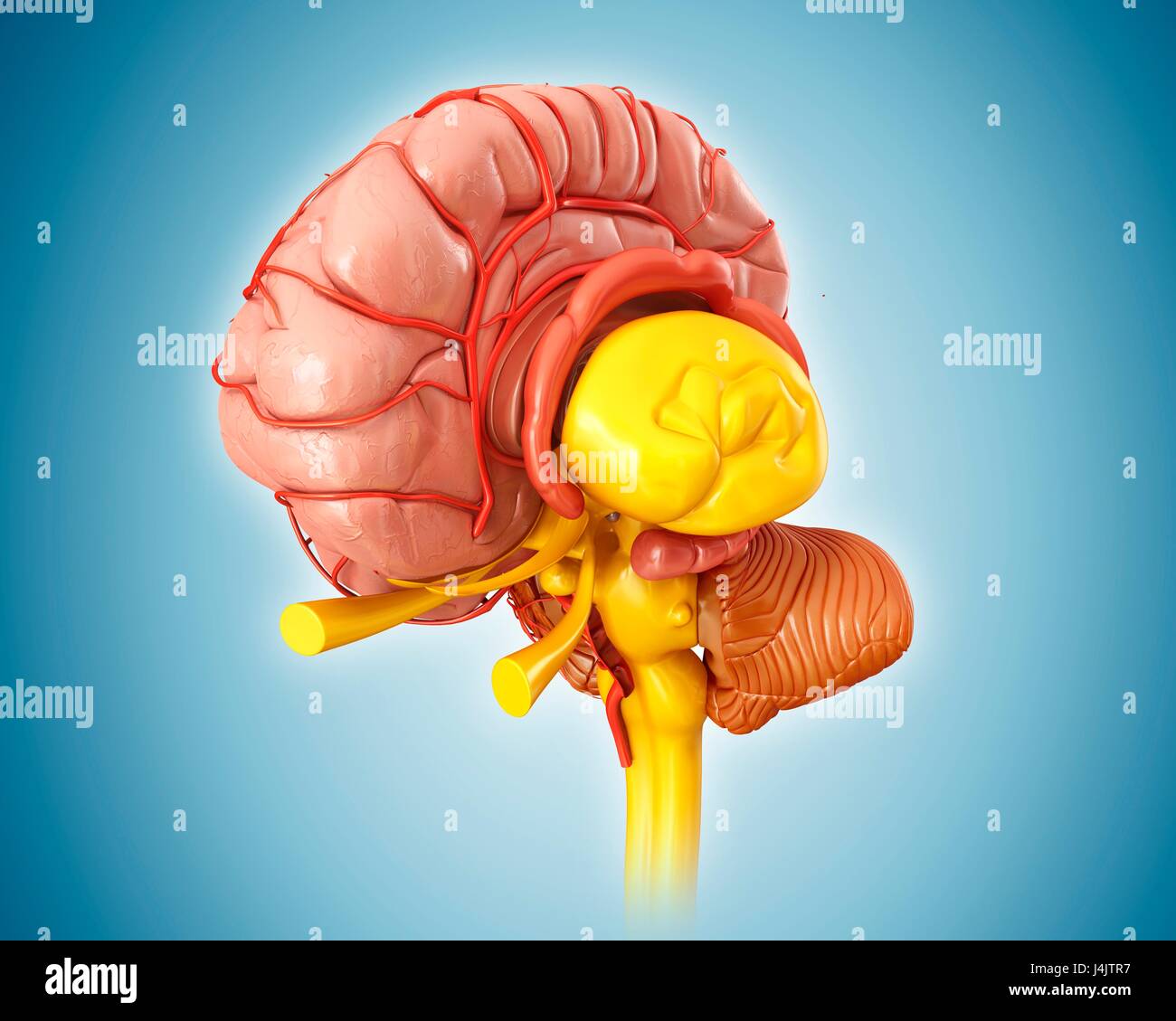 Anatomia del cervello umano immagini e fotografie stock ad alta ...