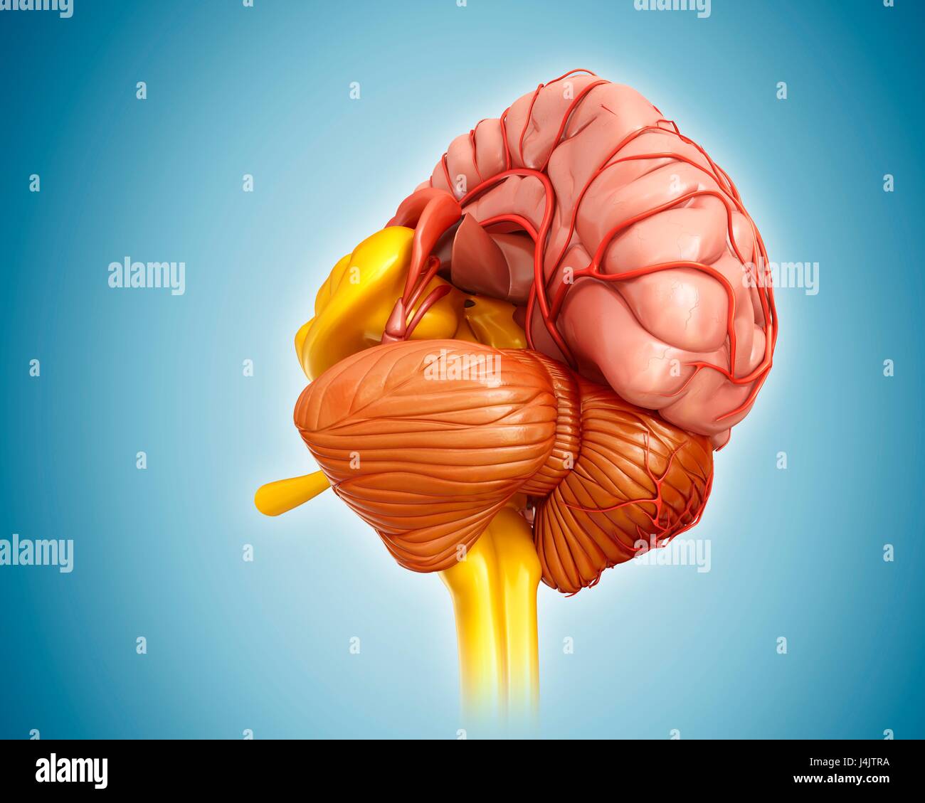 Anatomia del cervello umano immagini e fotografie stock ad alta ...