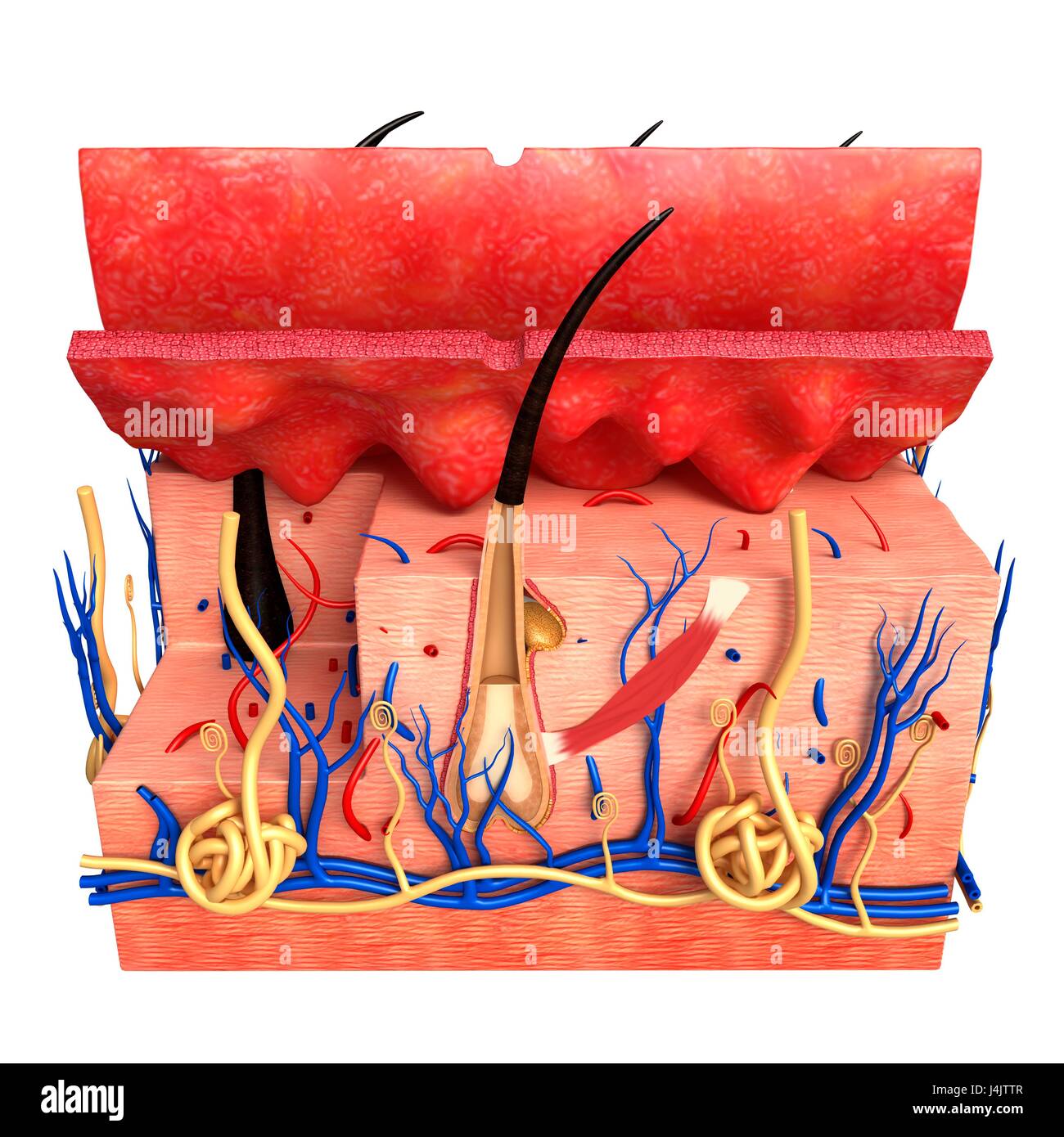 Anatomia della pelle umana immagini e fotografie stock ad alta ...