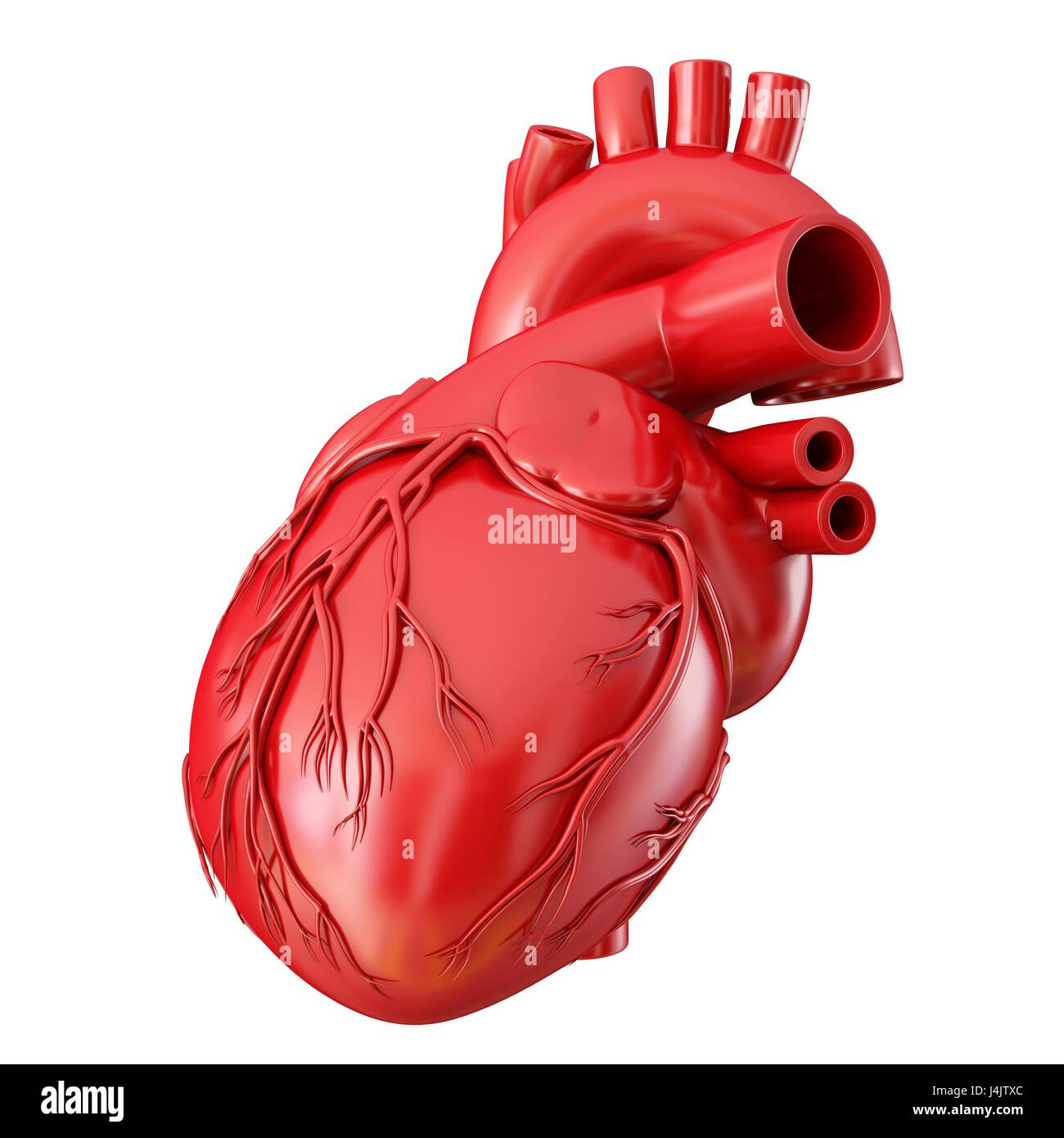 Anatomia del cuore umano Immagini senza sfondo e Foto Stock ritagliate ...