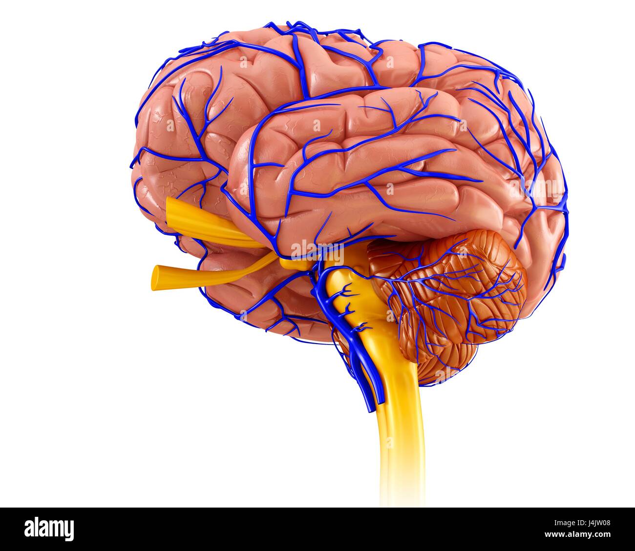 Illustrazione dell'anatomia del cervello umano e le sue vene Foto stock ...