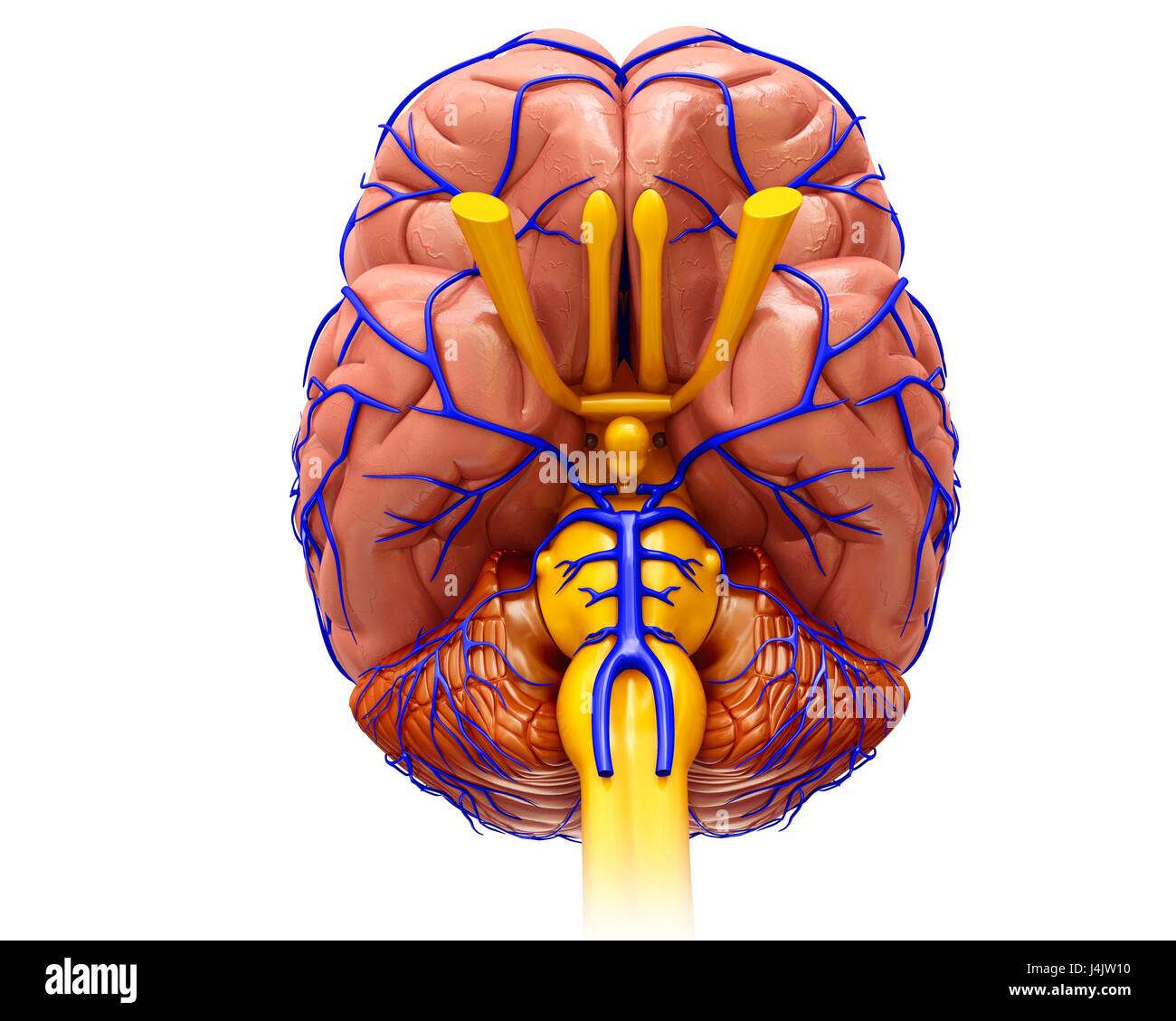 Illustrazione dell'anatomia del cervello umano e le sue vene Foto stock ...